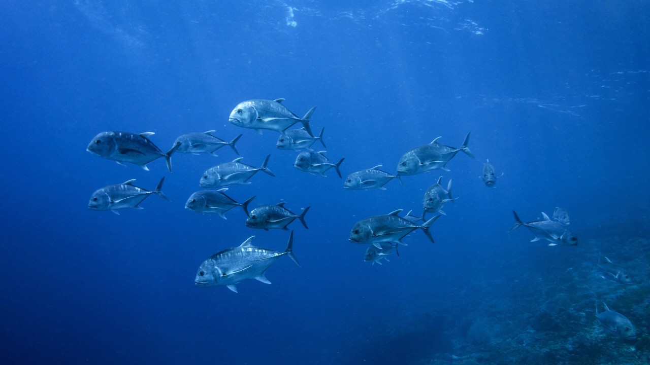 Ocean Depletion of Consumable Fish - natureonthebrink.org